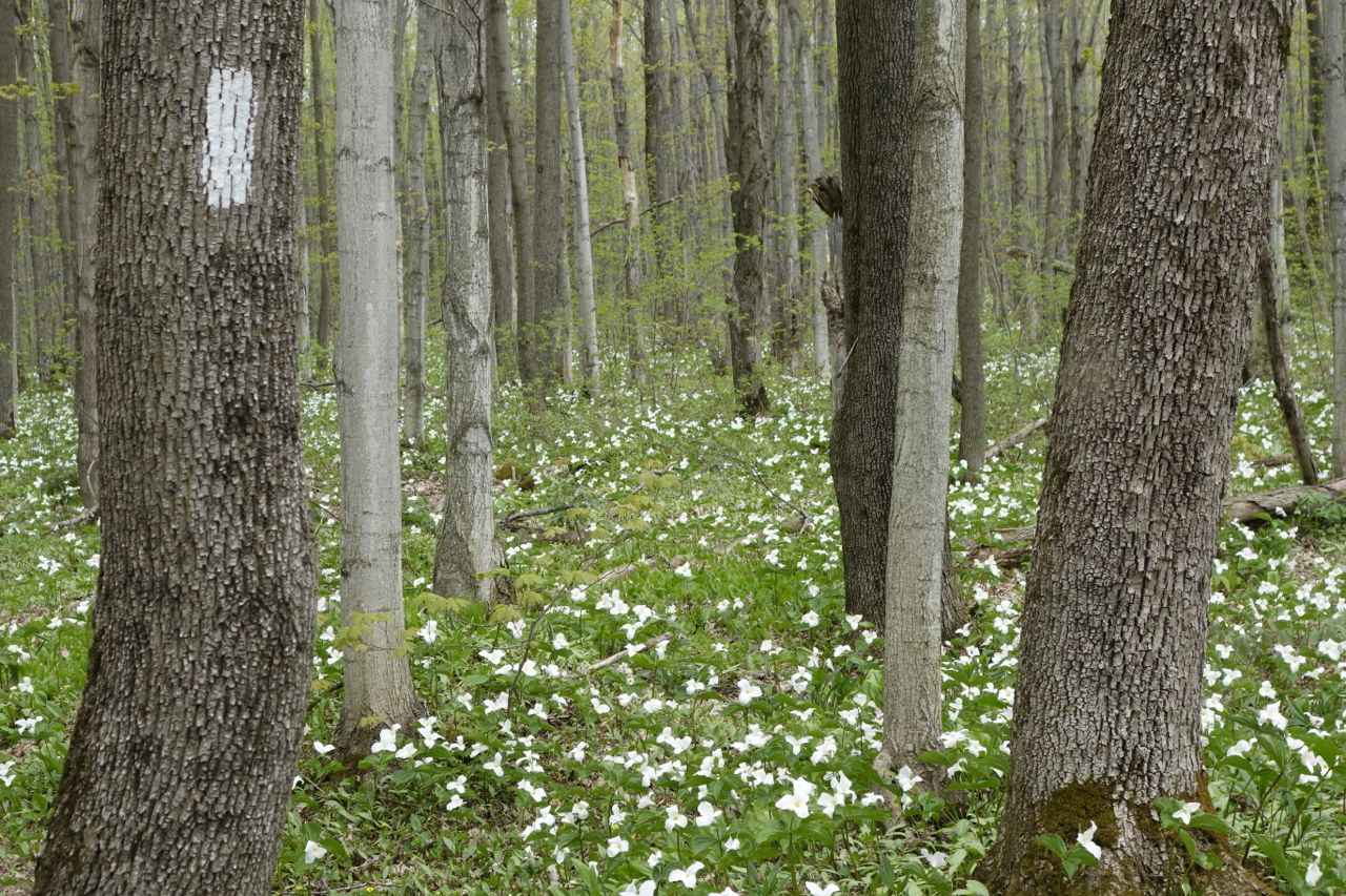 Four Season Yoga Cleanse – Detoxify with the cycles of nature